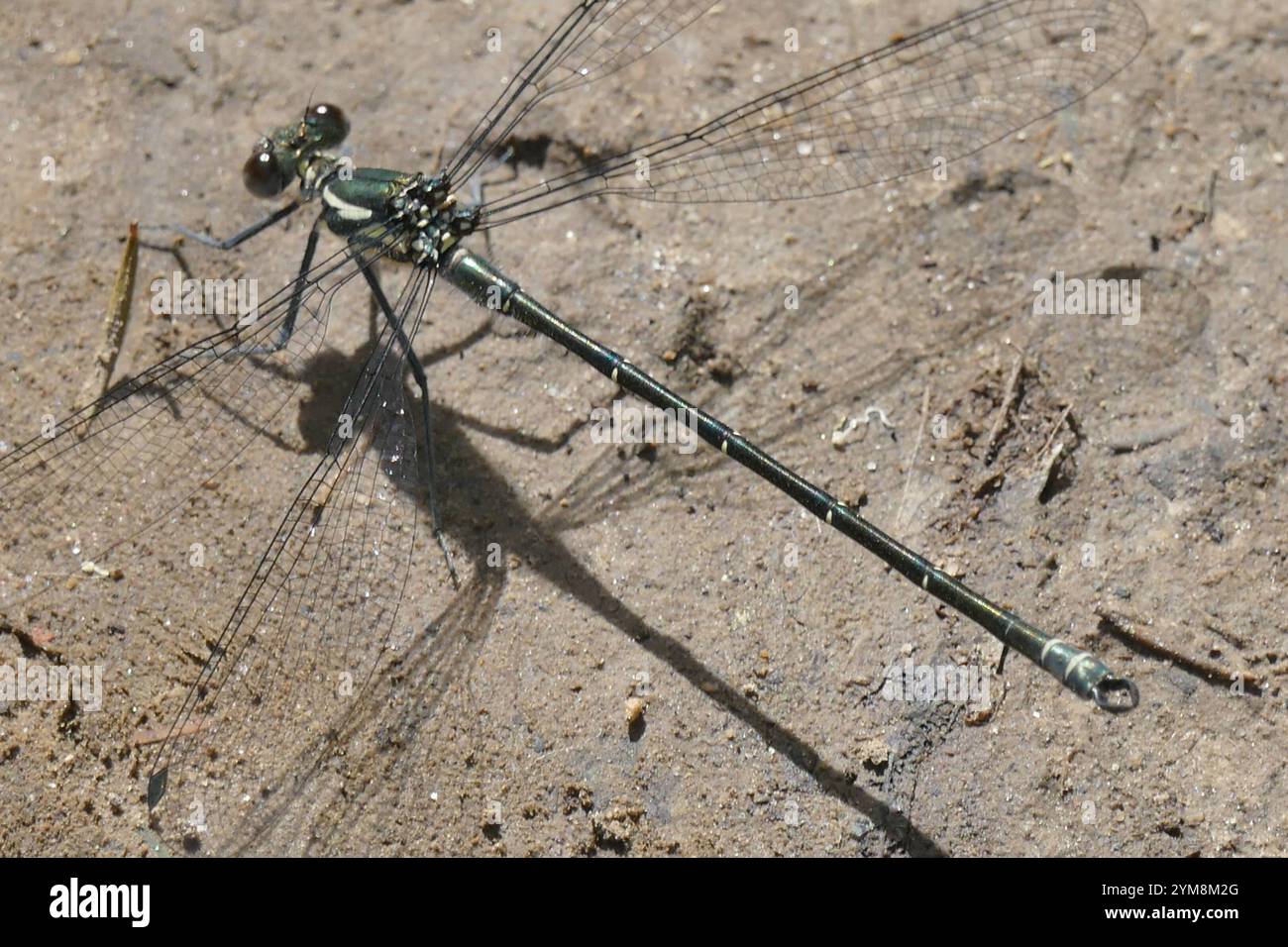 Common Flatwing (Austroargiolestes icteromelas Stock Photo - Alamy