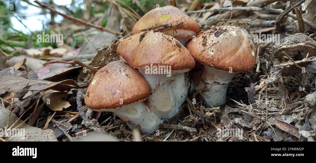 Purple-veiled Slippery Jack (Suillus luteus Stock Photo - Alamy