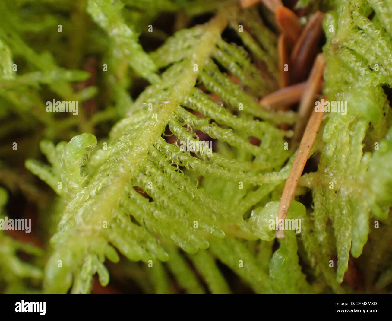 Ostrich-plume Moss (Ptilium crista-castrensis Stock Photo - Alamy