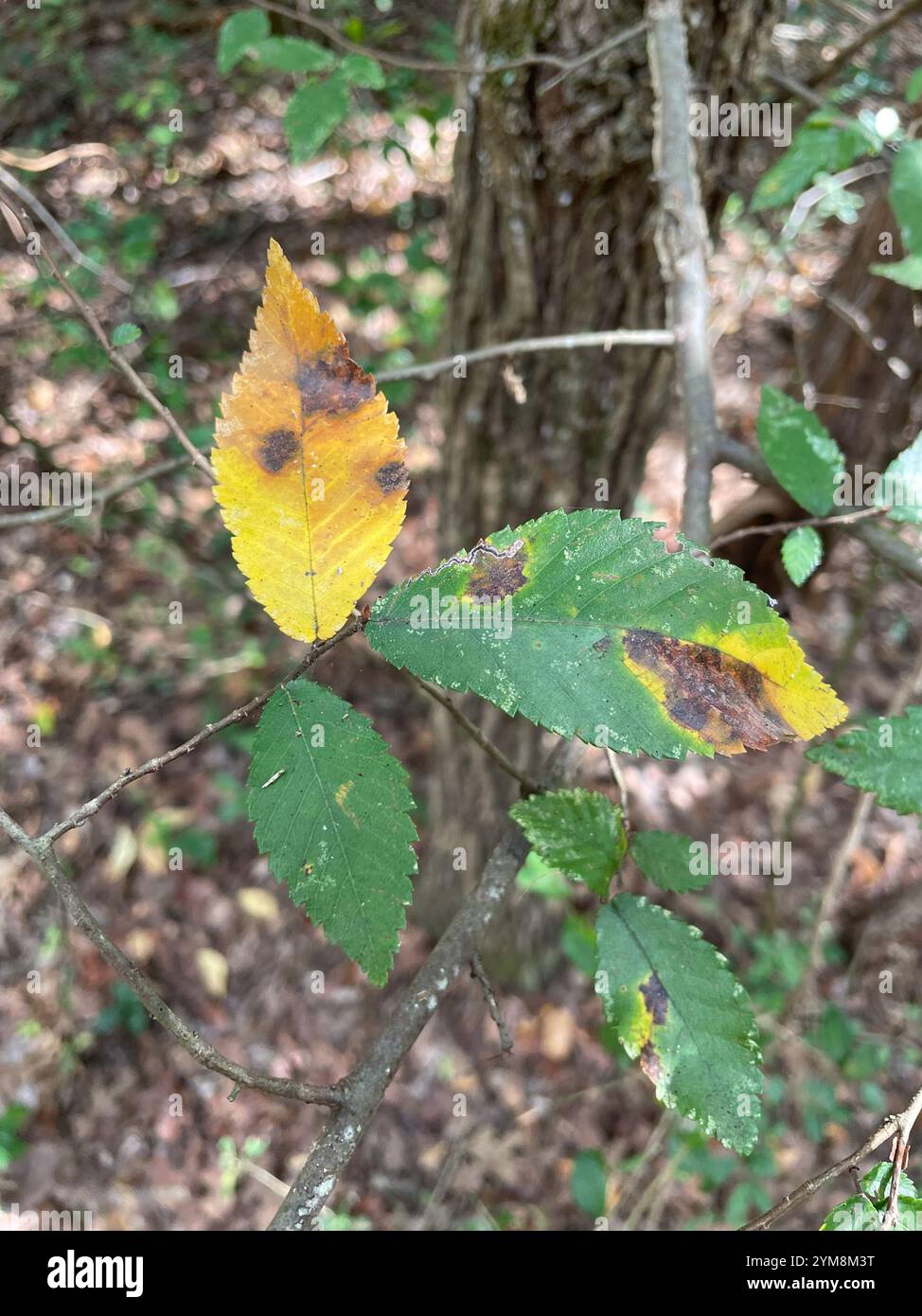 Winged Elm (Ulmus alata Stock Photo - Alamy