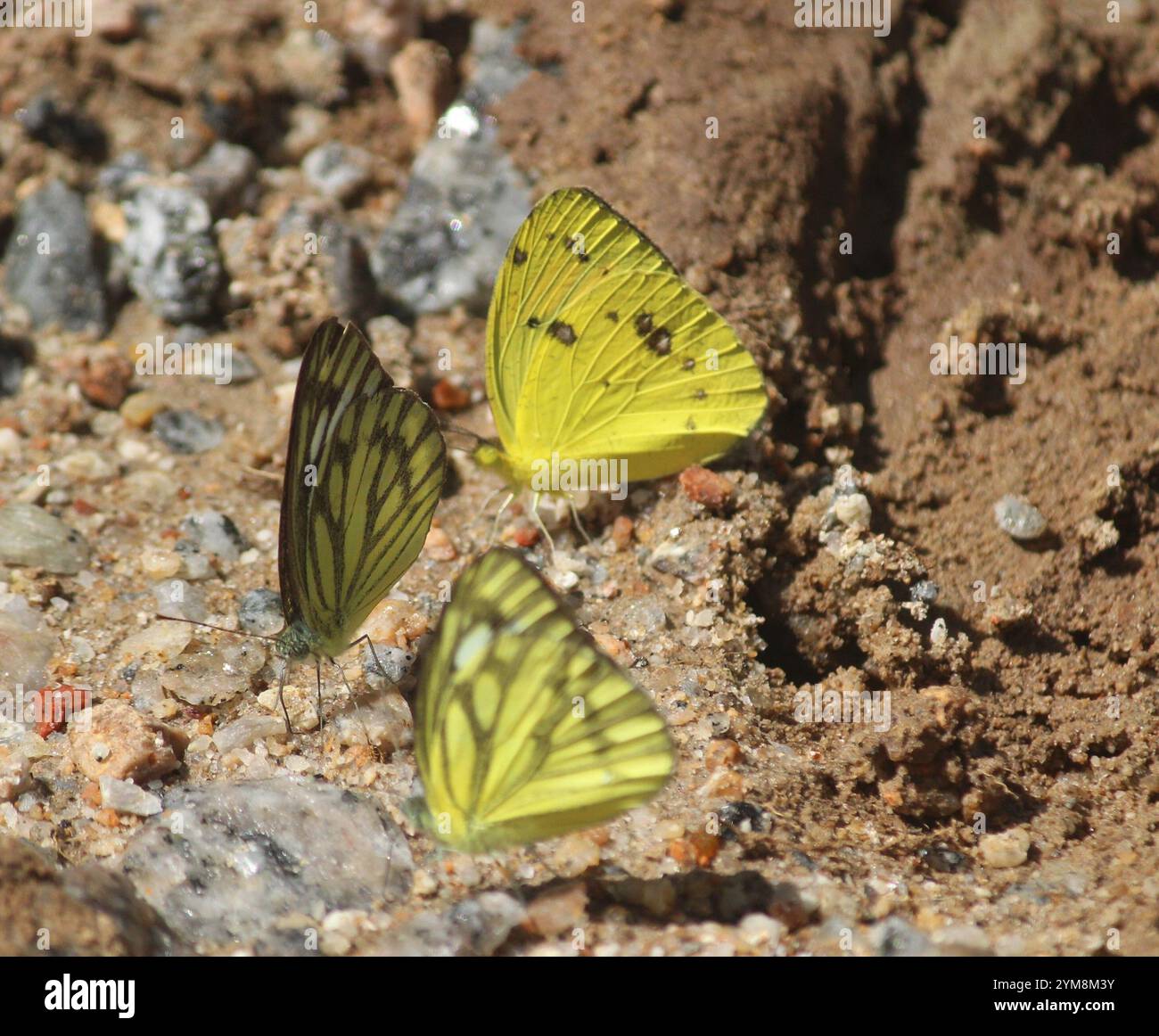 Yellow Orange Tip (Ixias pyrene Stock Photo - Alamy