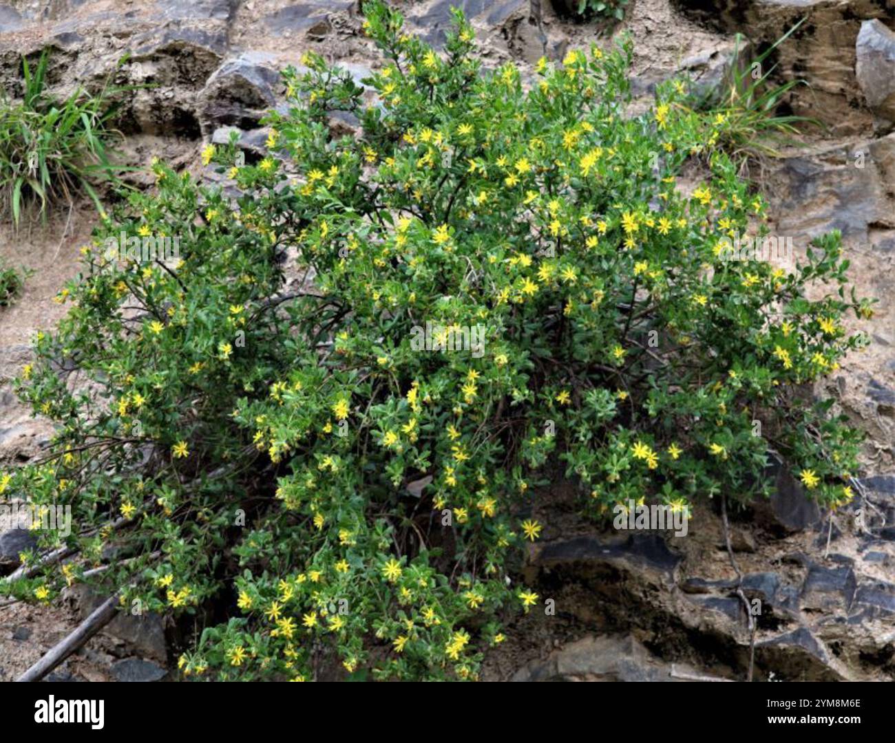Bietou (Osteospermum moniliferum Stock Photo - Alamy