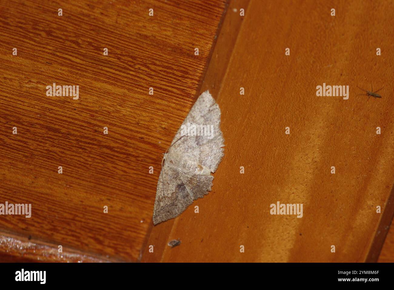 Geometer Moths (Geometridae Stock Photo - Alamy