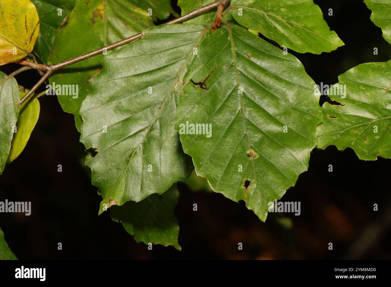 European beech (Fagus sylvatica Stock Photo - Alamy