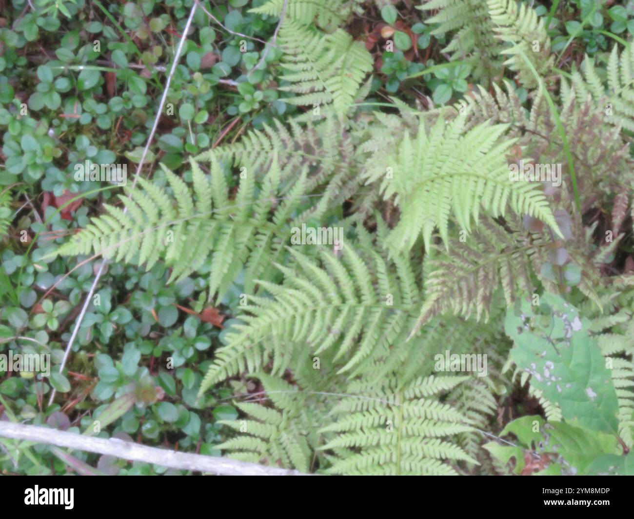 lady ferns (Athyrium Stock Photo - Alamy