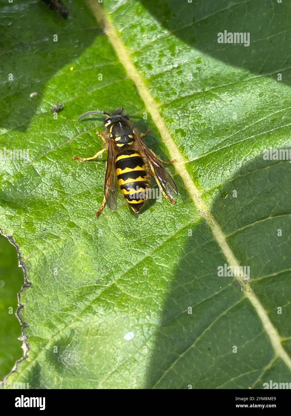 Alaska Yellowjacket (Vespula alascensis Stock Photo - Alamy