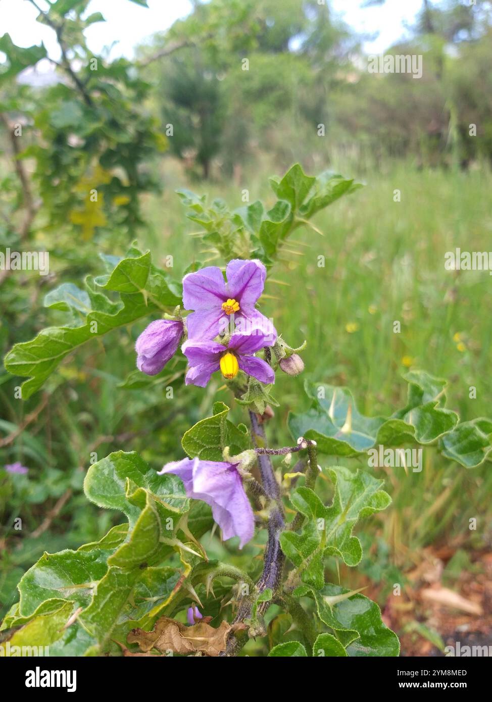 Yellow Bitter-apple (Solanum linnaeanum Stock Photo - Alamy