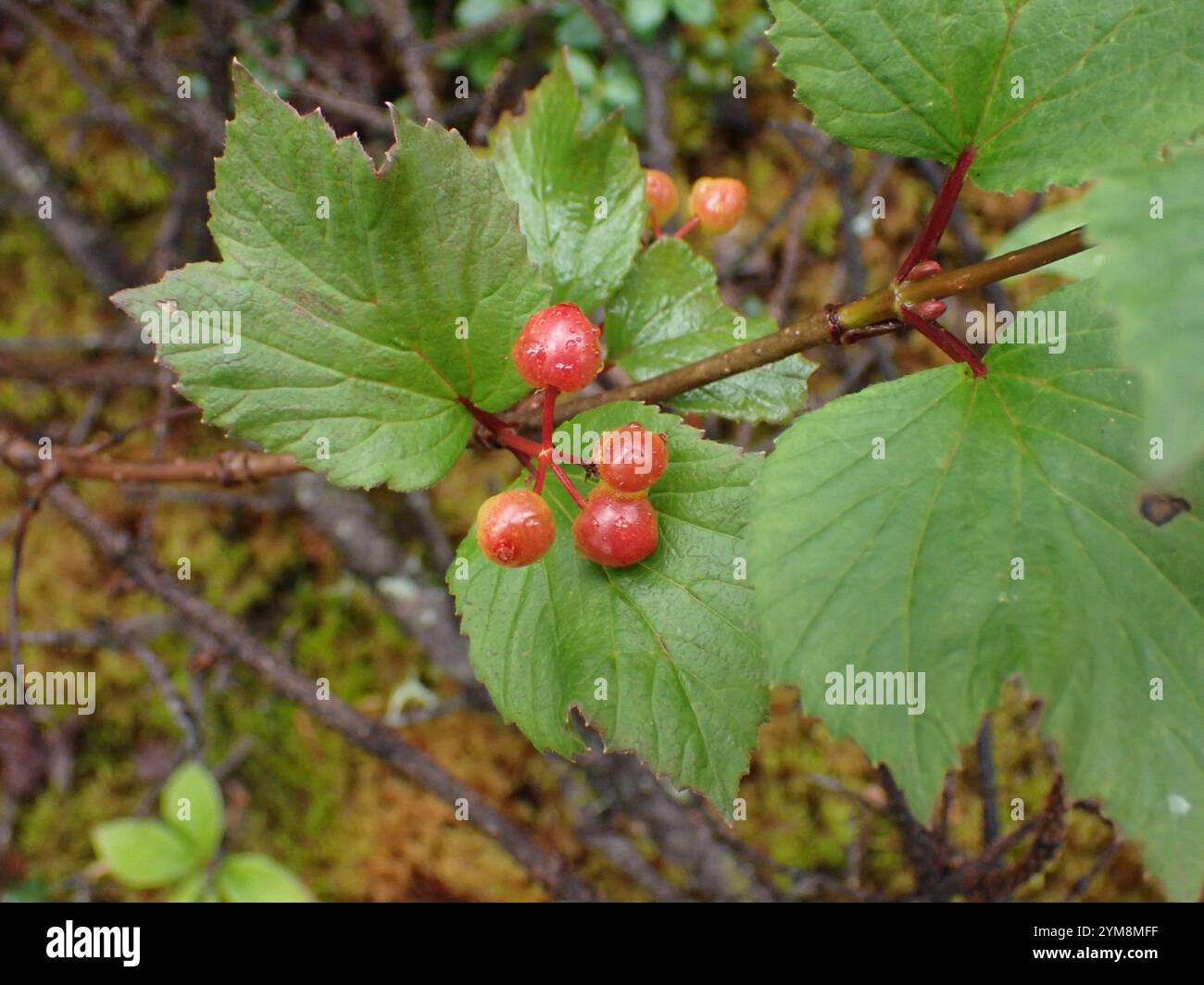 Viburnum edule hi-res stock photography and images - Alamy