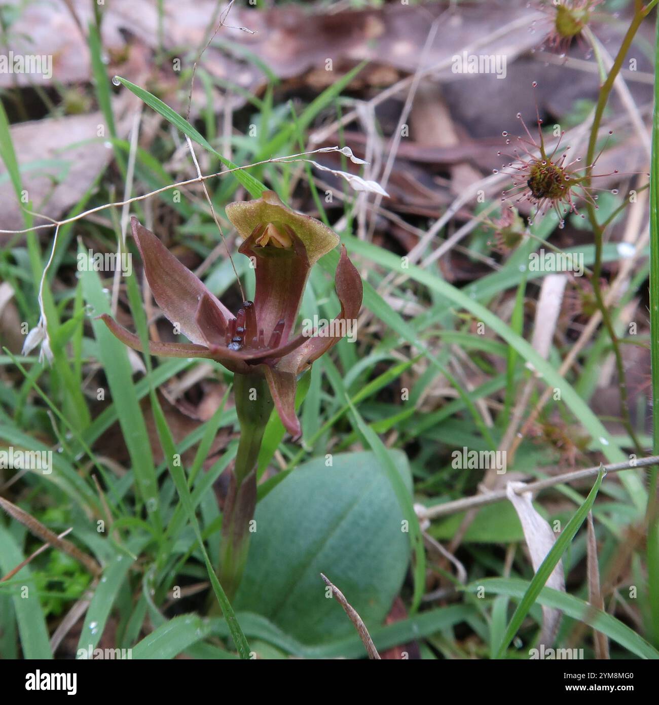 three-horned bird orchid (Chiloglottis triceratops Stock Photo - Alamy