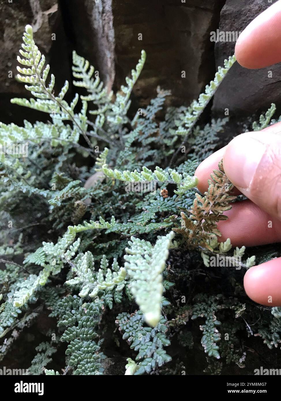 lace lip fern (Myriopteris gracillima Stock Photo - Alamy