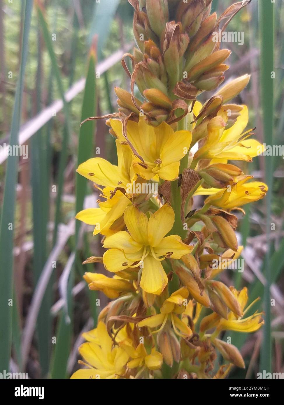 Red Root (Wachendorfia thyrsiflora Stock Photo - Alamy
