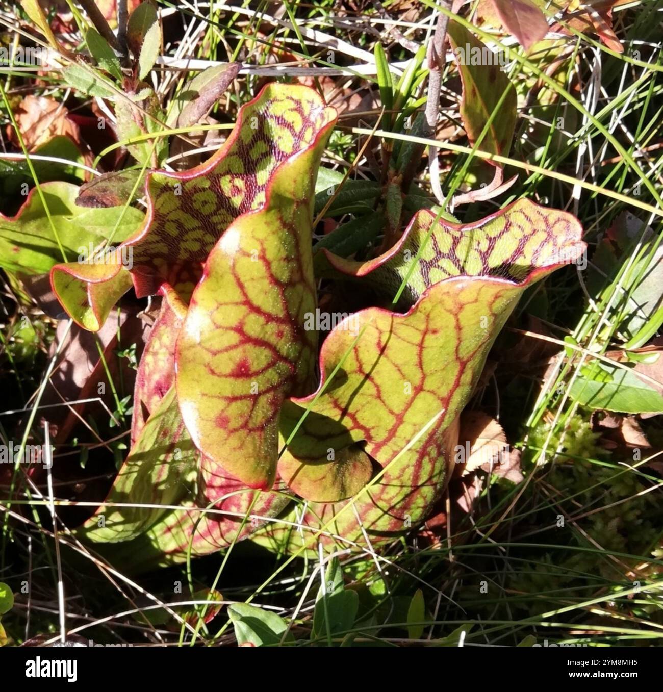 northern purple pitcher plant (Sarracenia purpurea purpurea Stock Photo ...
