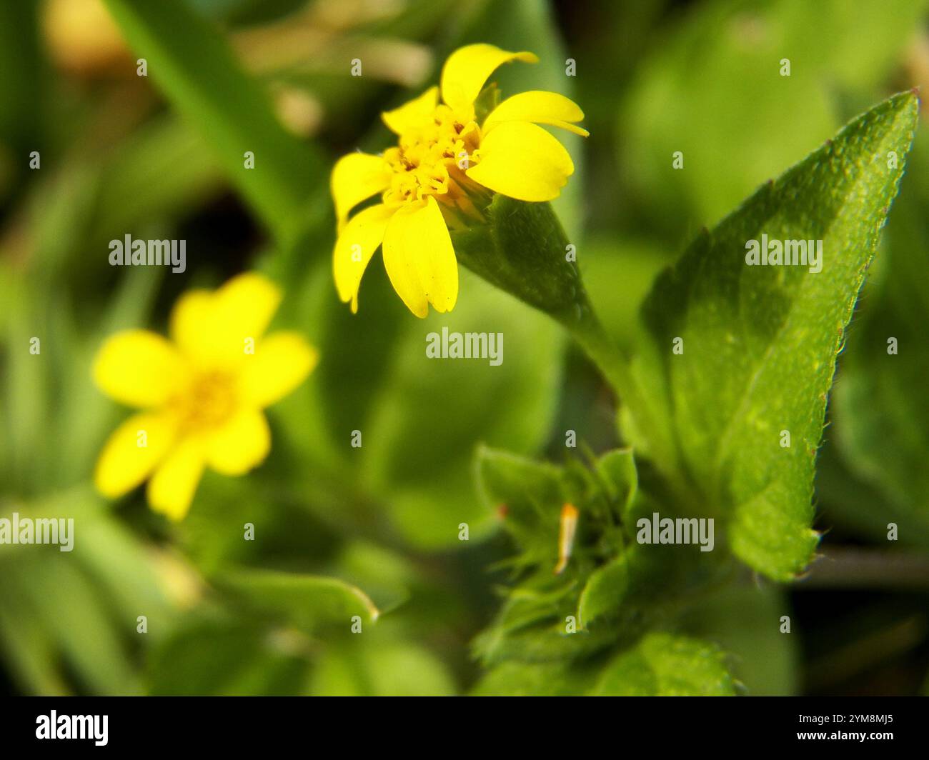 straggler daisy (Calyptocarpus vialis Stock Photo - Alamy