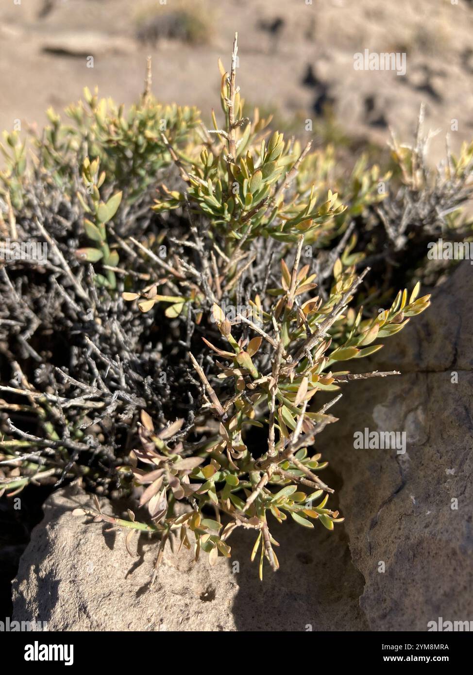 Spiny Greasebush (Glossopetalon spinescens Stock Photo - Alamy