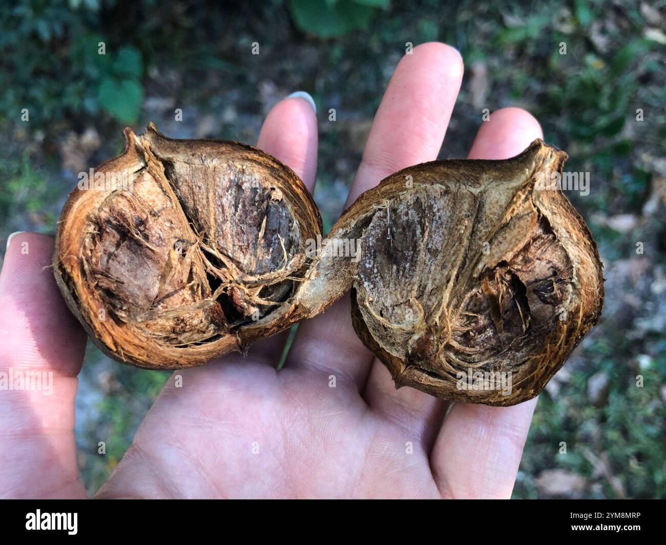 tung oil tree (Vernicia fordii Stock Photo - Alamy
