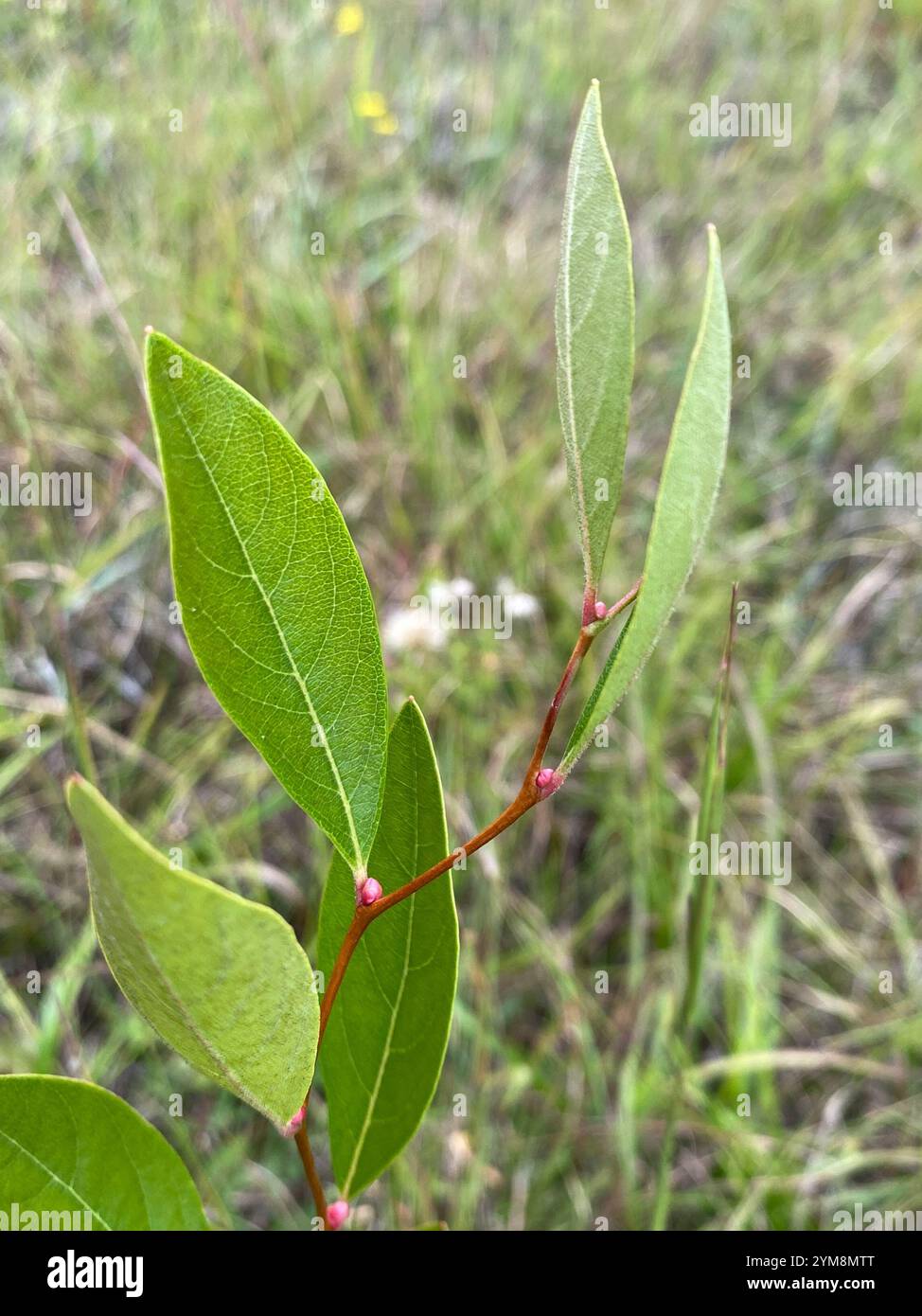 staggerbush (Lyonia mariana Stock Photo - Alamy