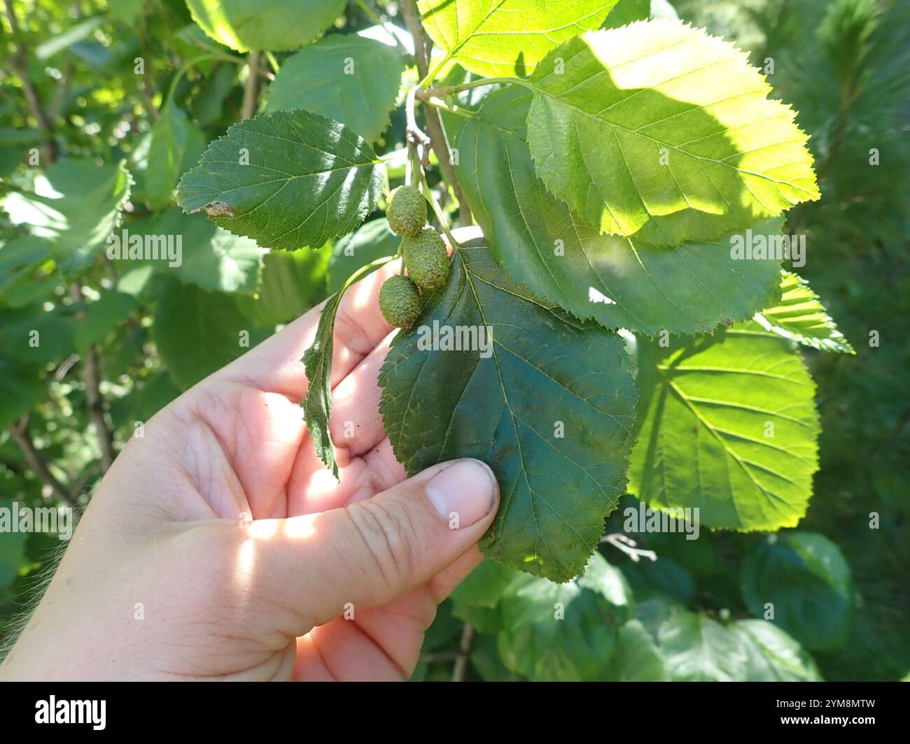 green alder (Alnus alnobetula Stock Photo - Alamy
