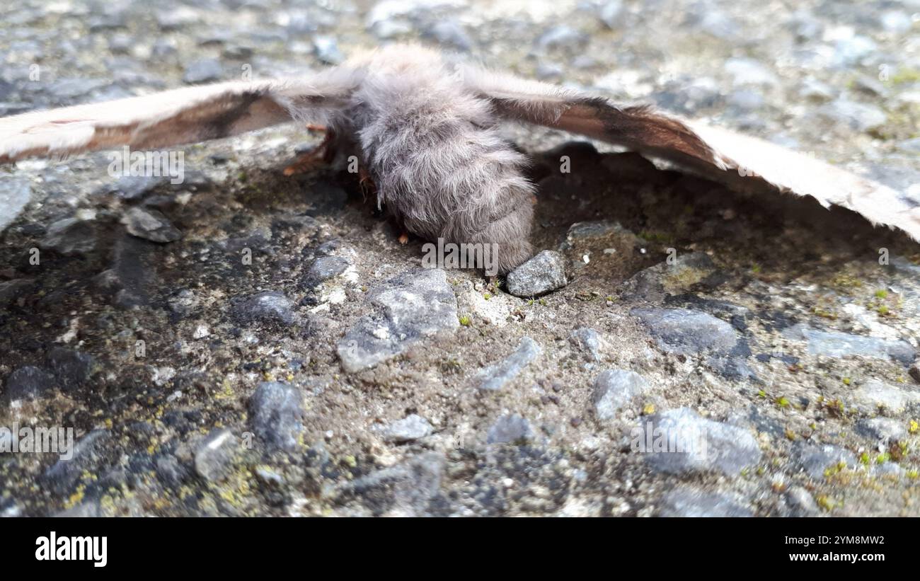Emperor Gum Moth (Opodiphthera eucalypti Stock Photo - Alamy
