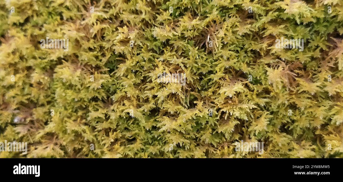 fern mosses (Thuidium Stock Photo - Alamy