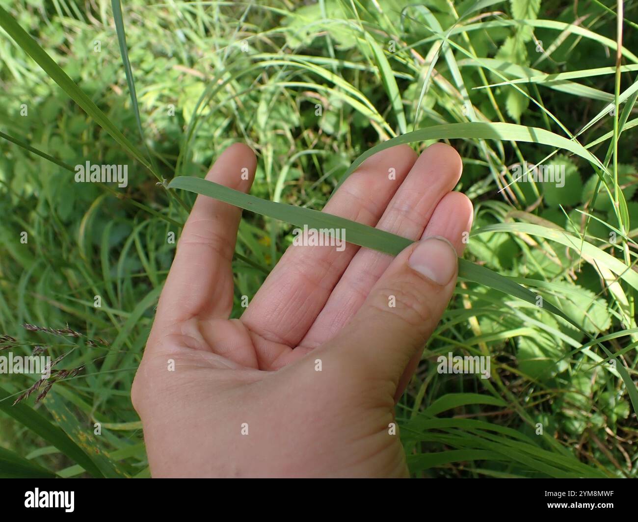 canadian bluejoint (Calamagrostis canadensis Stock Photo - Alamy