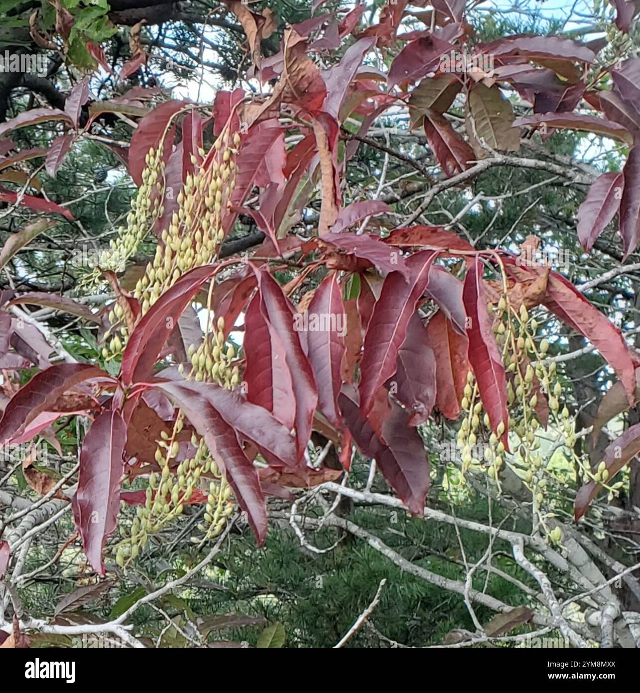 sourwood (Oxydendrum arboreum Stock Photo - Alamy