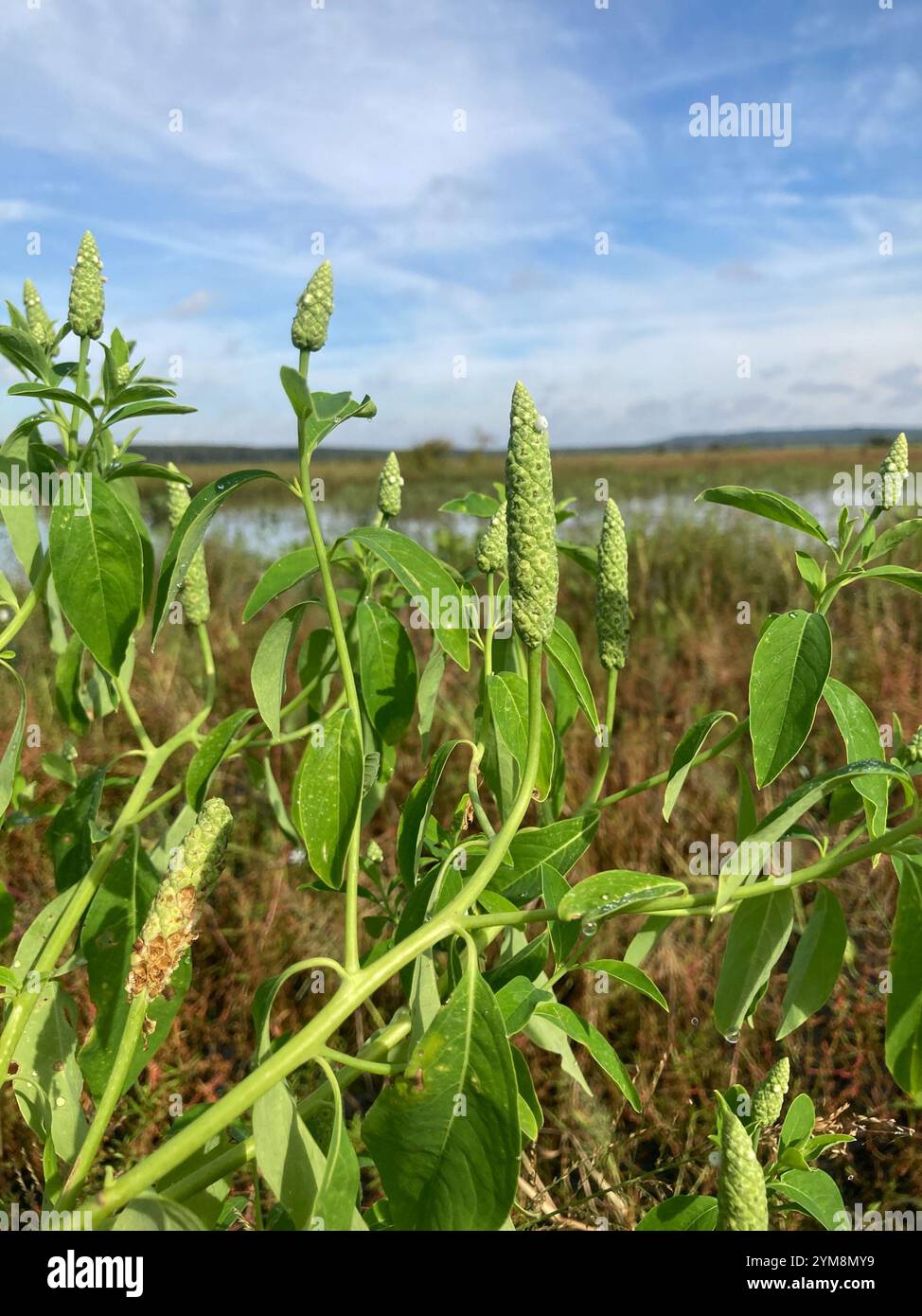 chickenspike (Sphenoclea zeylanica Stock Photo - Alamy