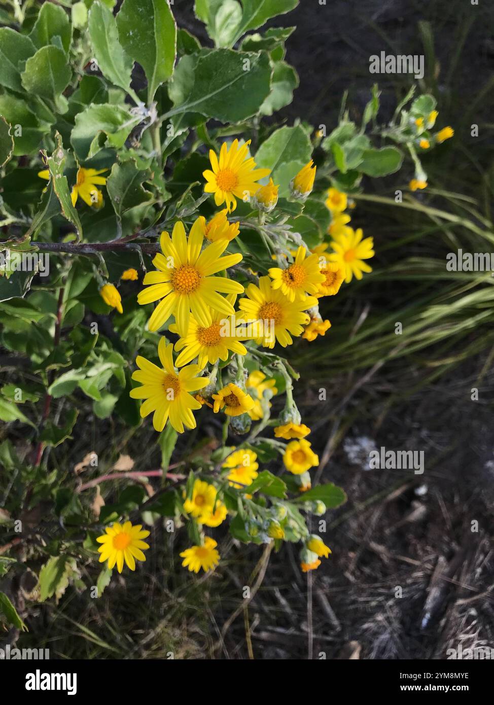 Bietou (Osteospermum moniliferum Stock Photo - Alamy