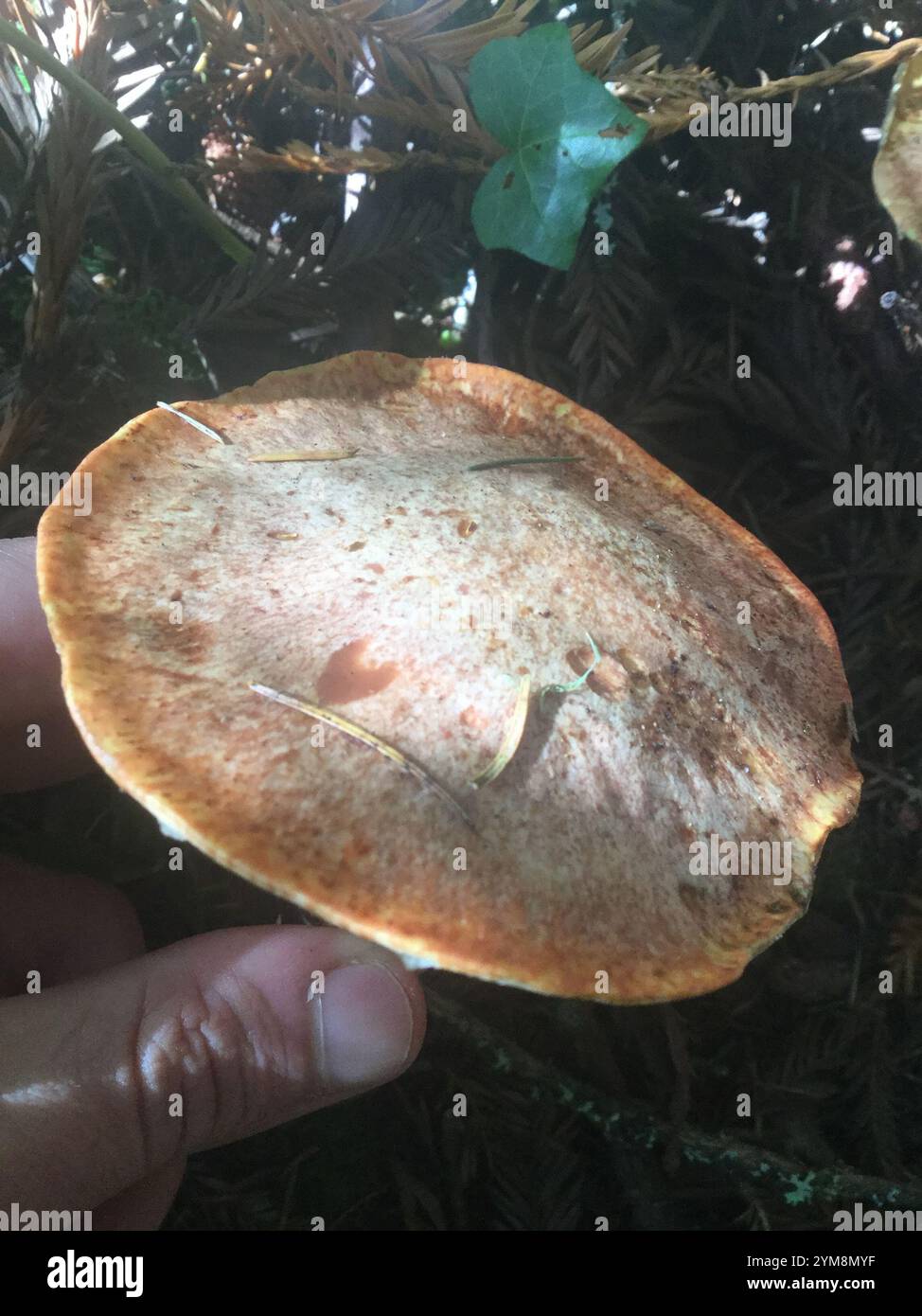 Fat Jack (Suillus caerulescens Stock Photo - Alamy
