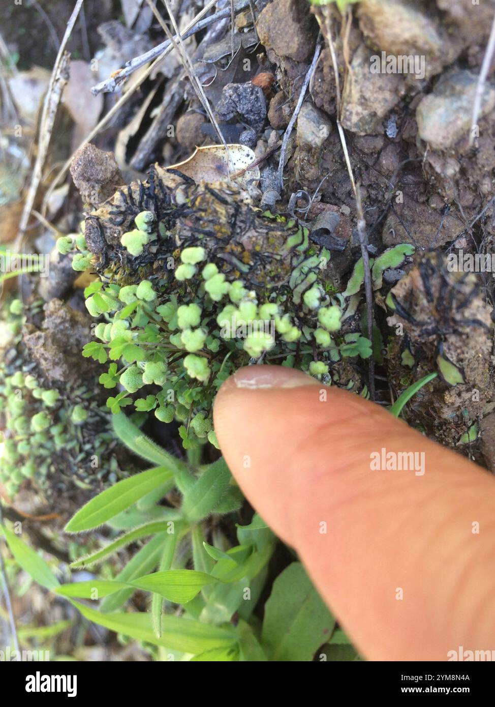 California asterella (Asterella californica Stock Photo - Alamy