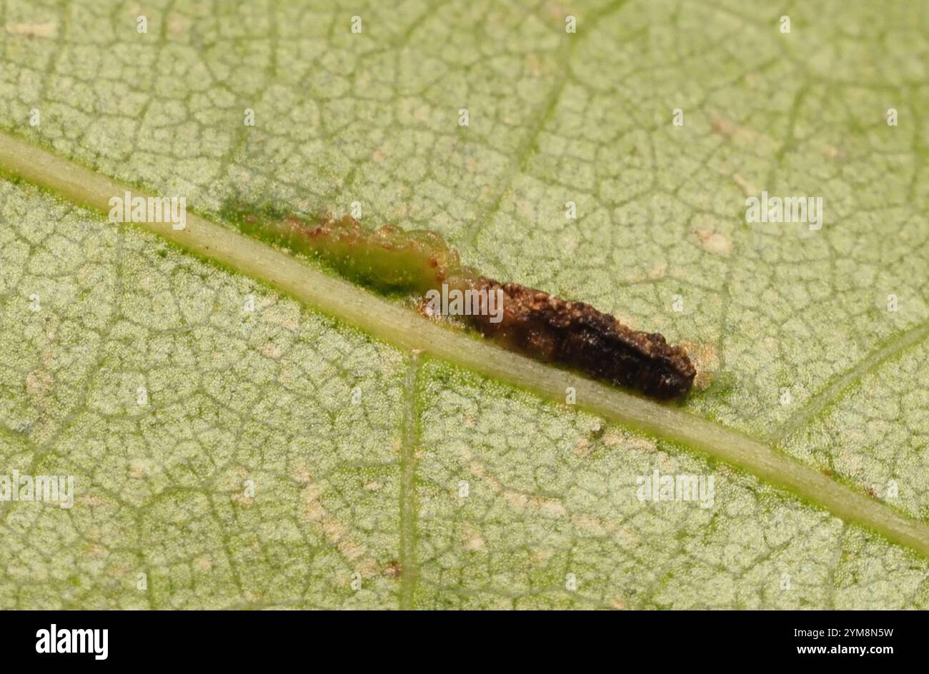 Contarinia hi-res stock photography and images - Alamy