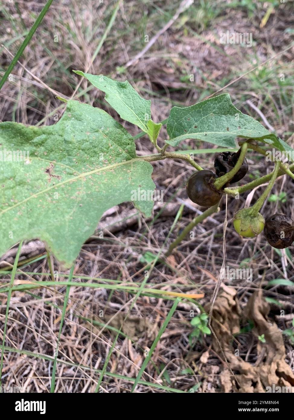 western horsenettle (Solanum dimidiatum Stock Photo - Alamy