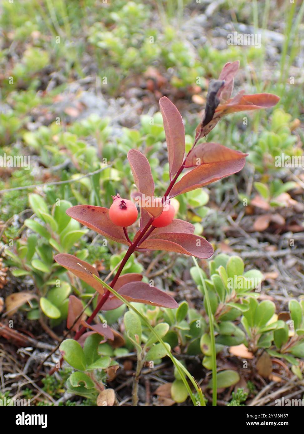 Northern Comandra (Geocaulon lividum Stock Photo - Alamy