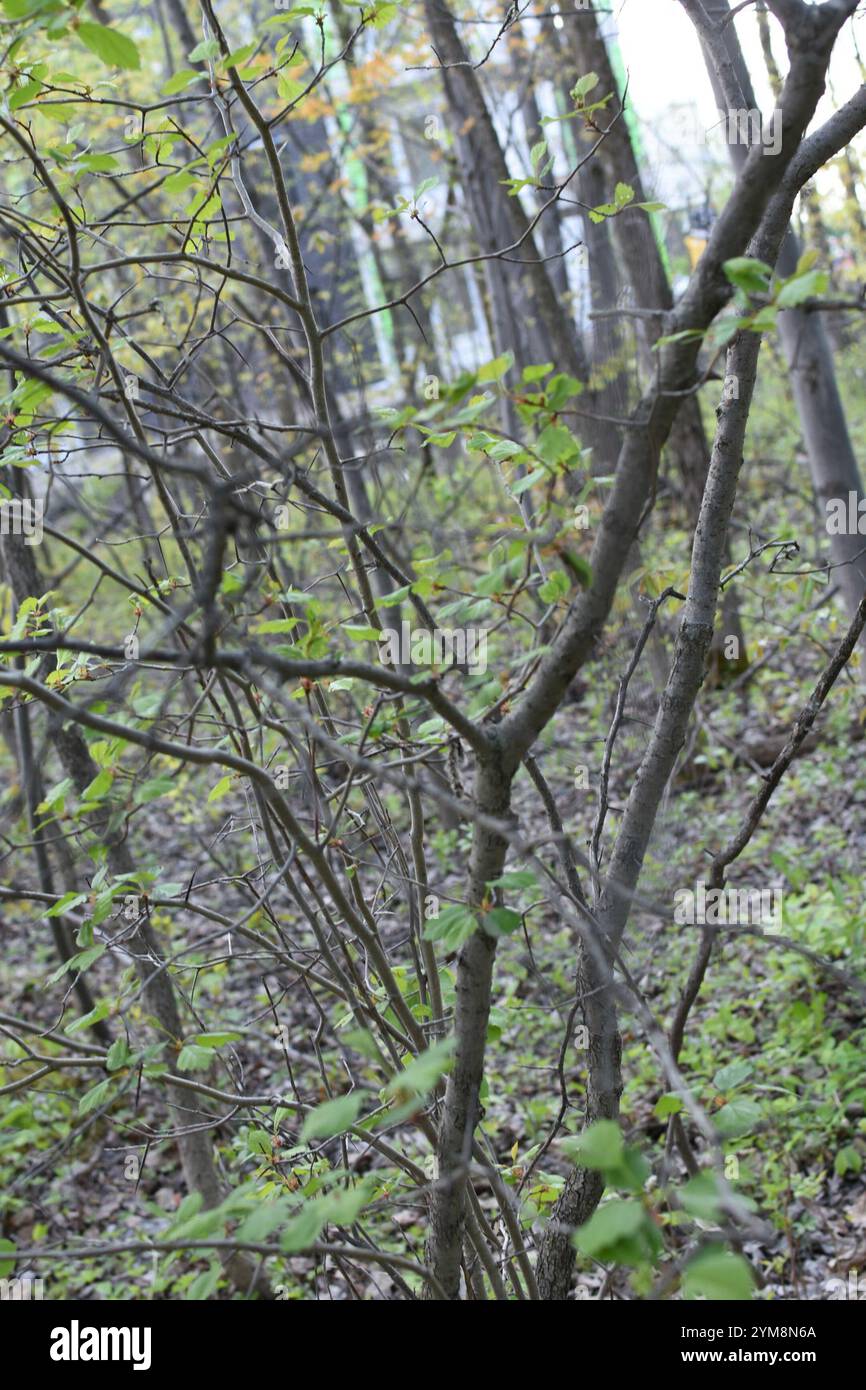 Glabrous-fruit Fireberry Hawthorn (Crataegus chrysocarpa phoeniceoides ...