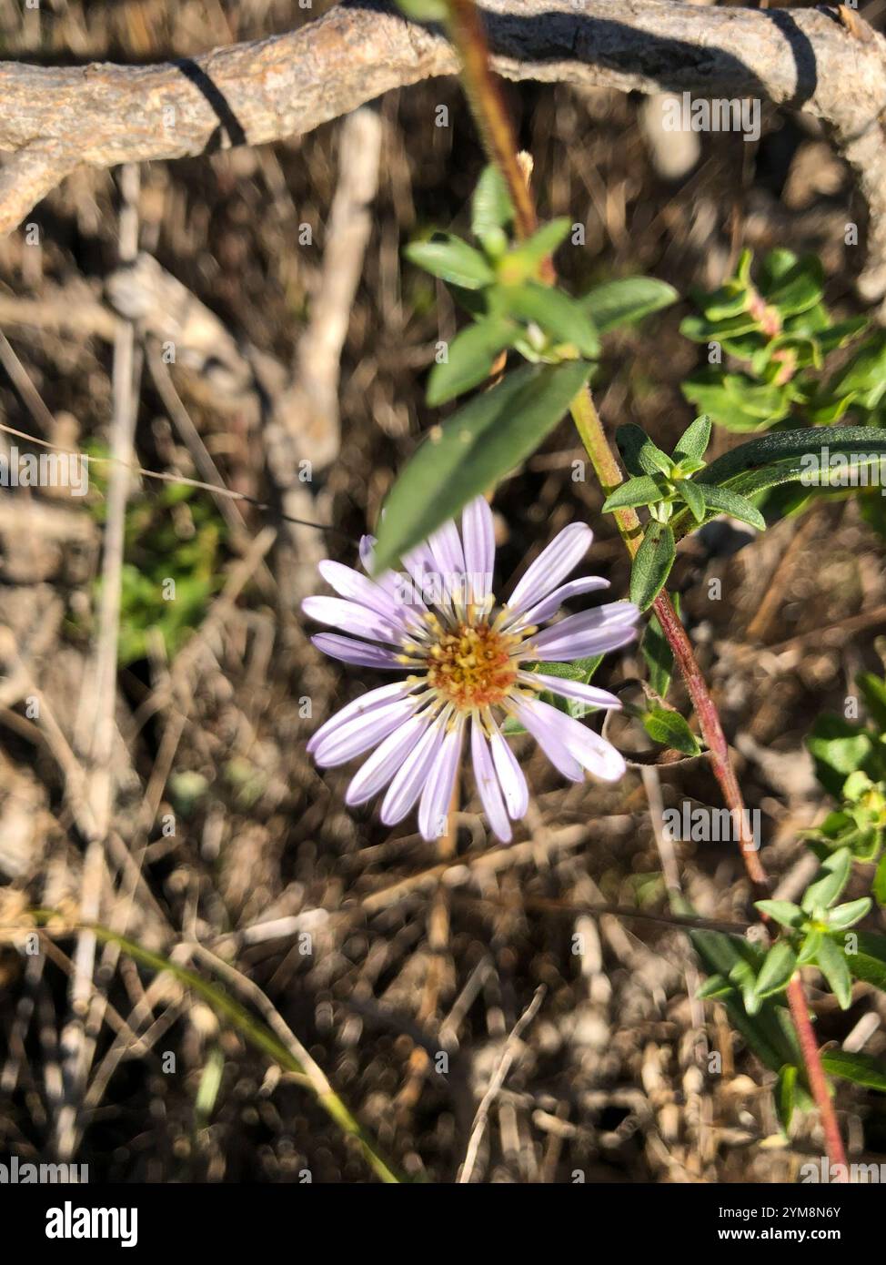 Pacific Aster (Symphyotrichum chilense Stock Photo - Alamy