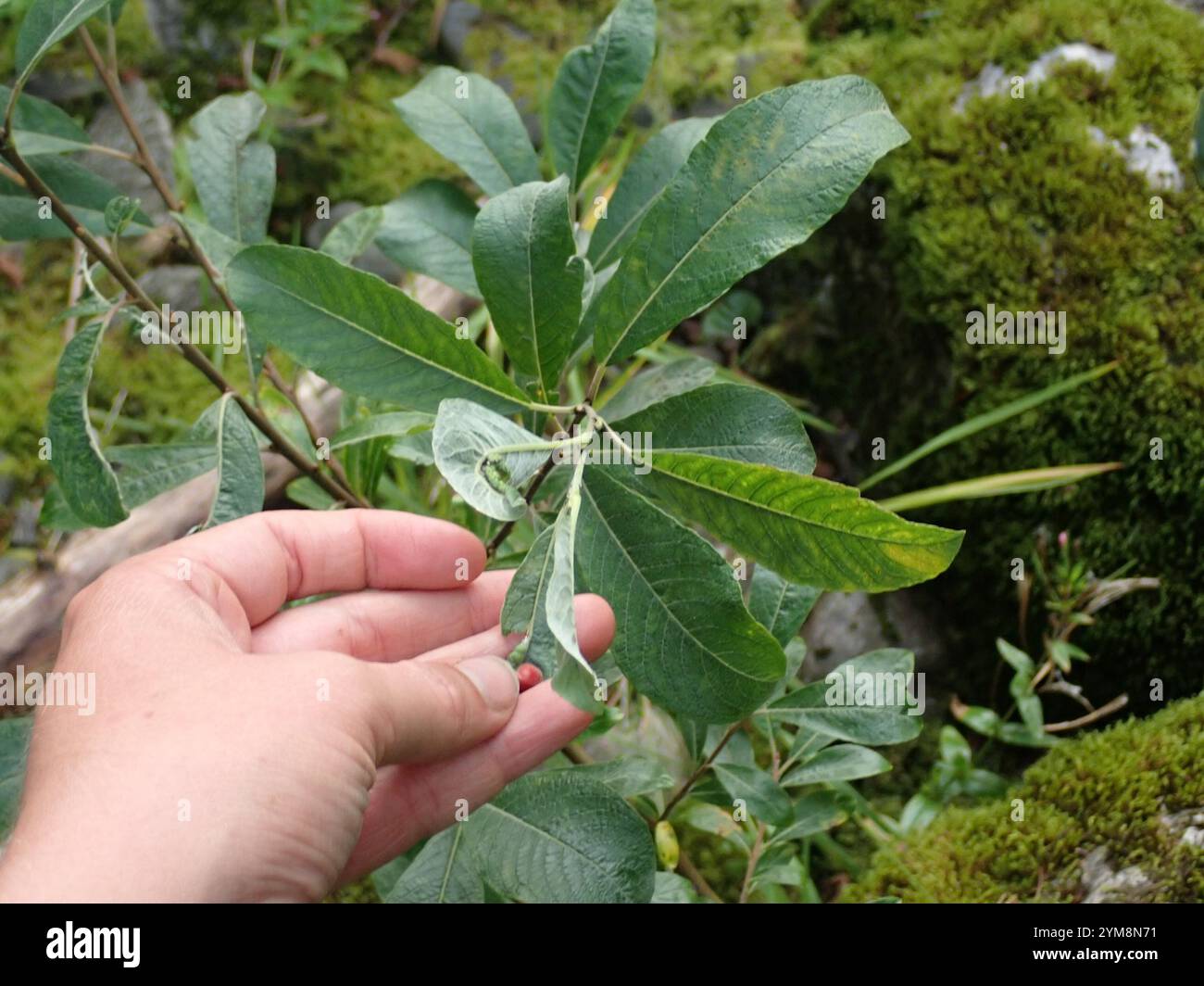 Willow Apple Gall Sawfly (Euura californica Stock Photo - Alamy