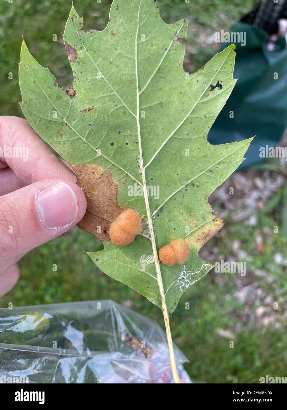 Woolly Oak Gall Wasp (Callirhytis lanata Stock Photo - Alamy