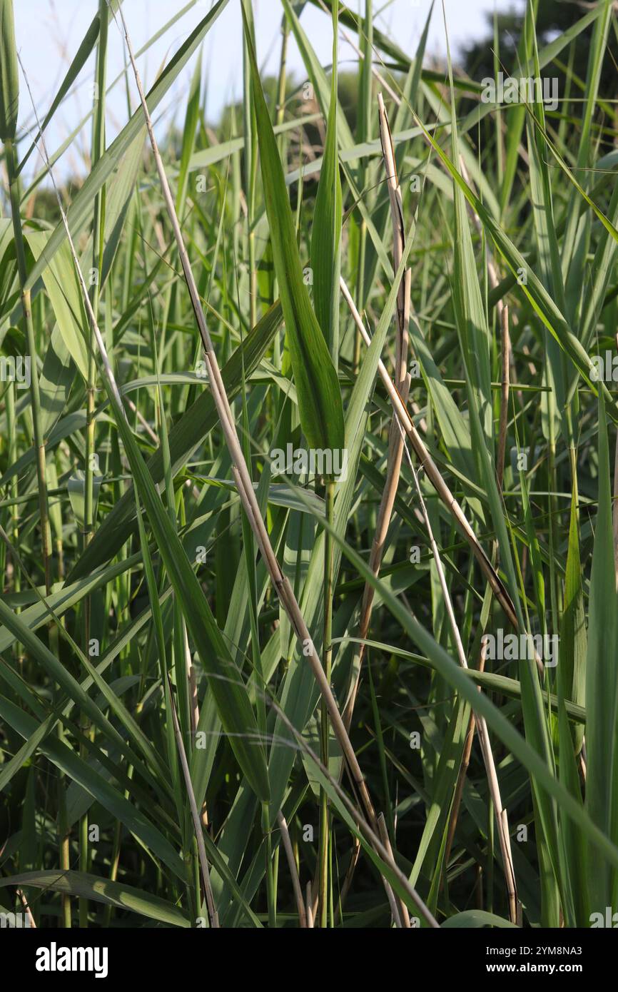 European reed (Phragmites australis australis Stock Photo - Alamy