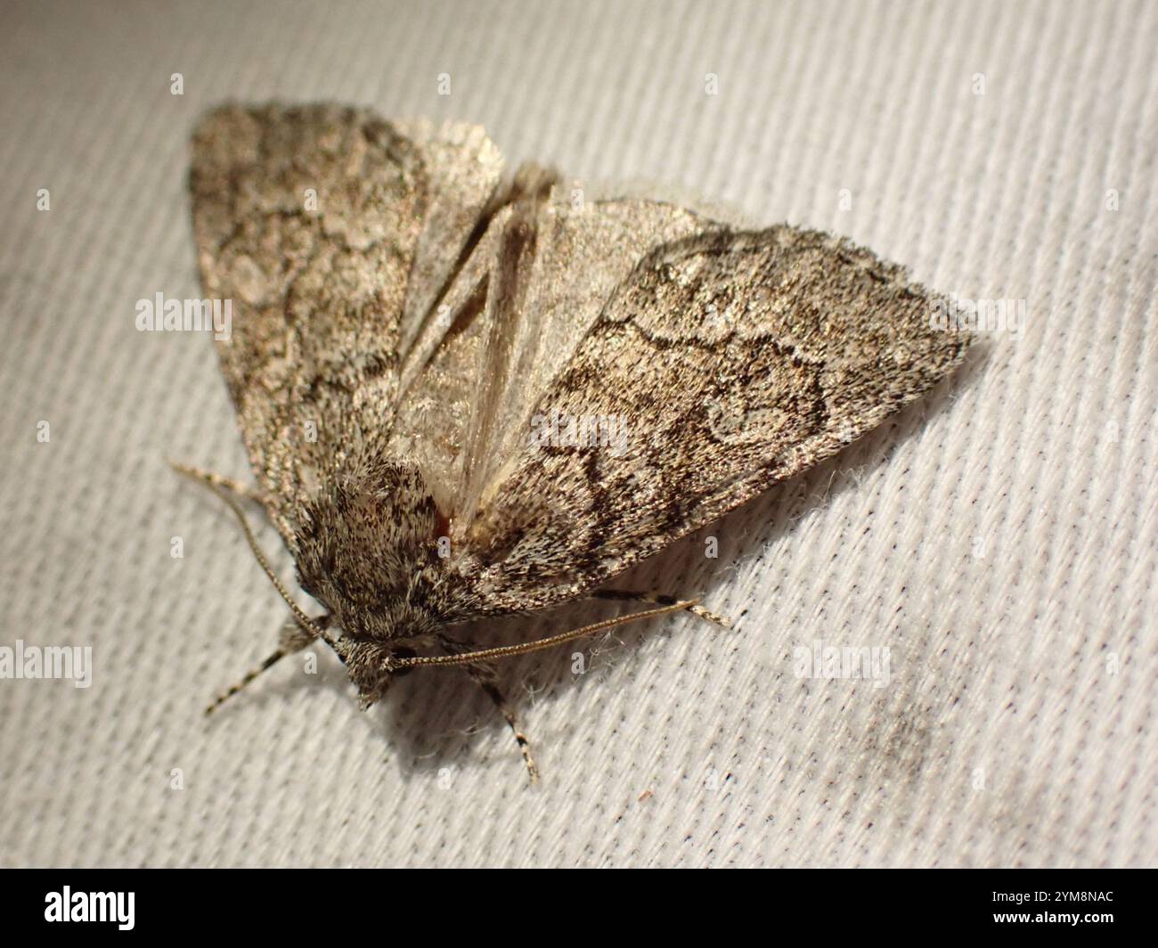 Cutworm Moths and Allies (Noctuidae Stock Photo - Alamy