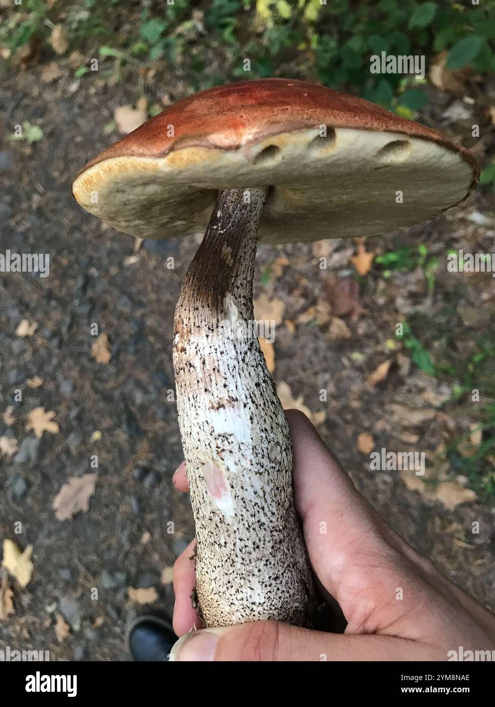 Red-capped Scaber Stalk (Leccinum aurantiacum Stock Photo - Alamy