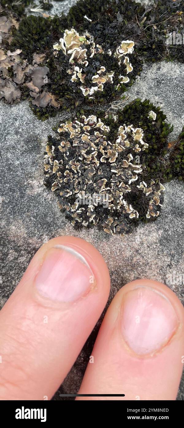 Fishscale Lichens (Psora Stock Photo - Alamy