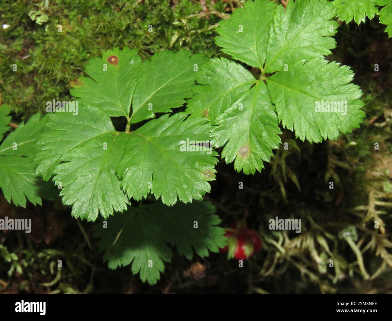 Five-leaf Dwarf Bramble (Rubus pedatus Stock Photo - Alamy