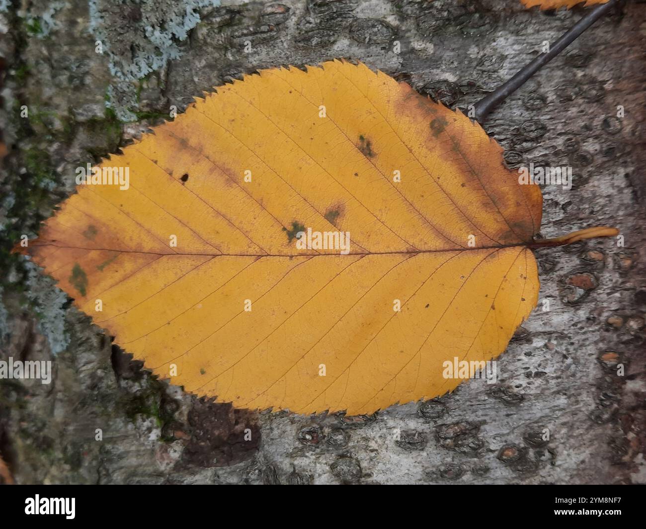 yellow birch (Betula alleghaniensis Stock Photo - Alamy