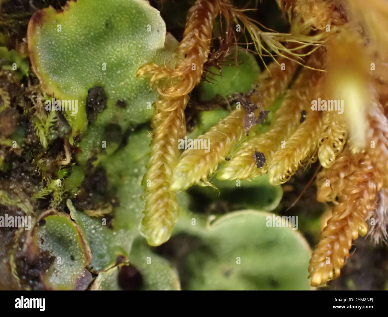 Sickle-leaved Hook-moss (Sanionia uncinata Stock Photo - Alamy