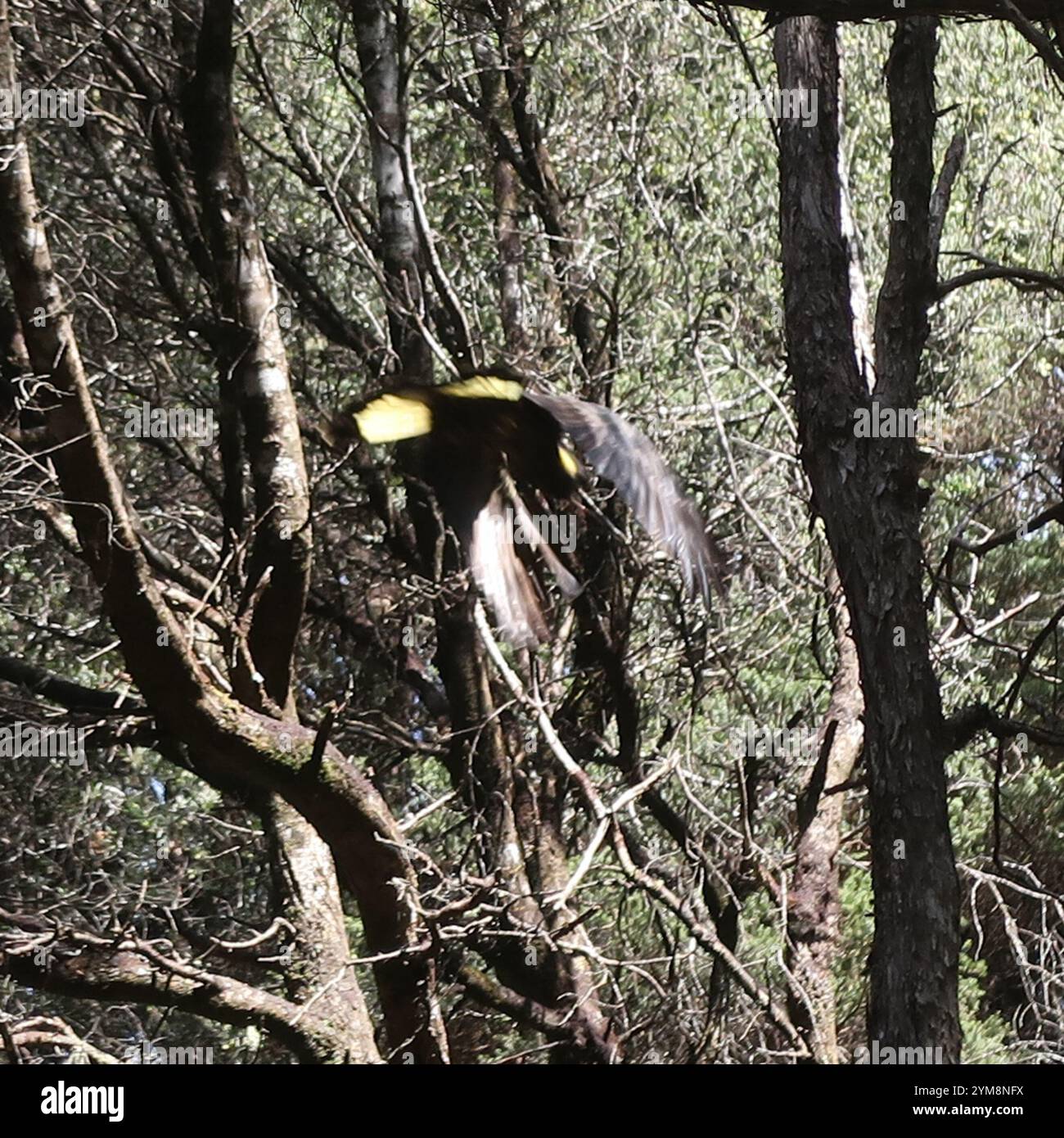 Tasmanian Yellow-tailed Black Cockatoo (Zanda funerea xanthanota Stock ...
