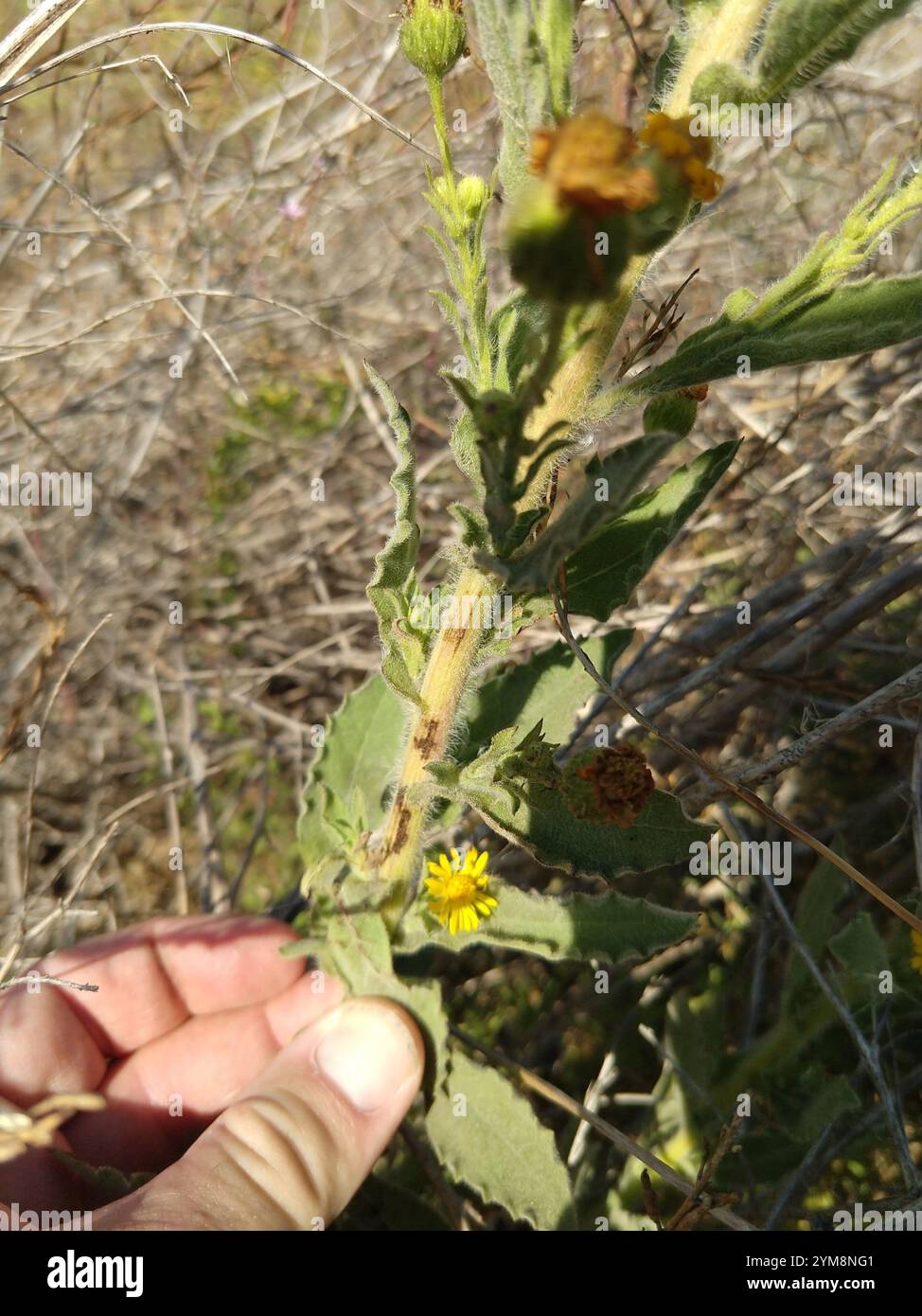 Telegraphweed (Heterotheca grandiflora Stock Photo - Alamy