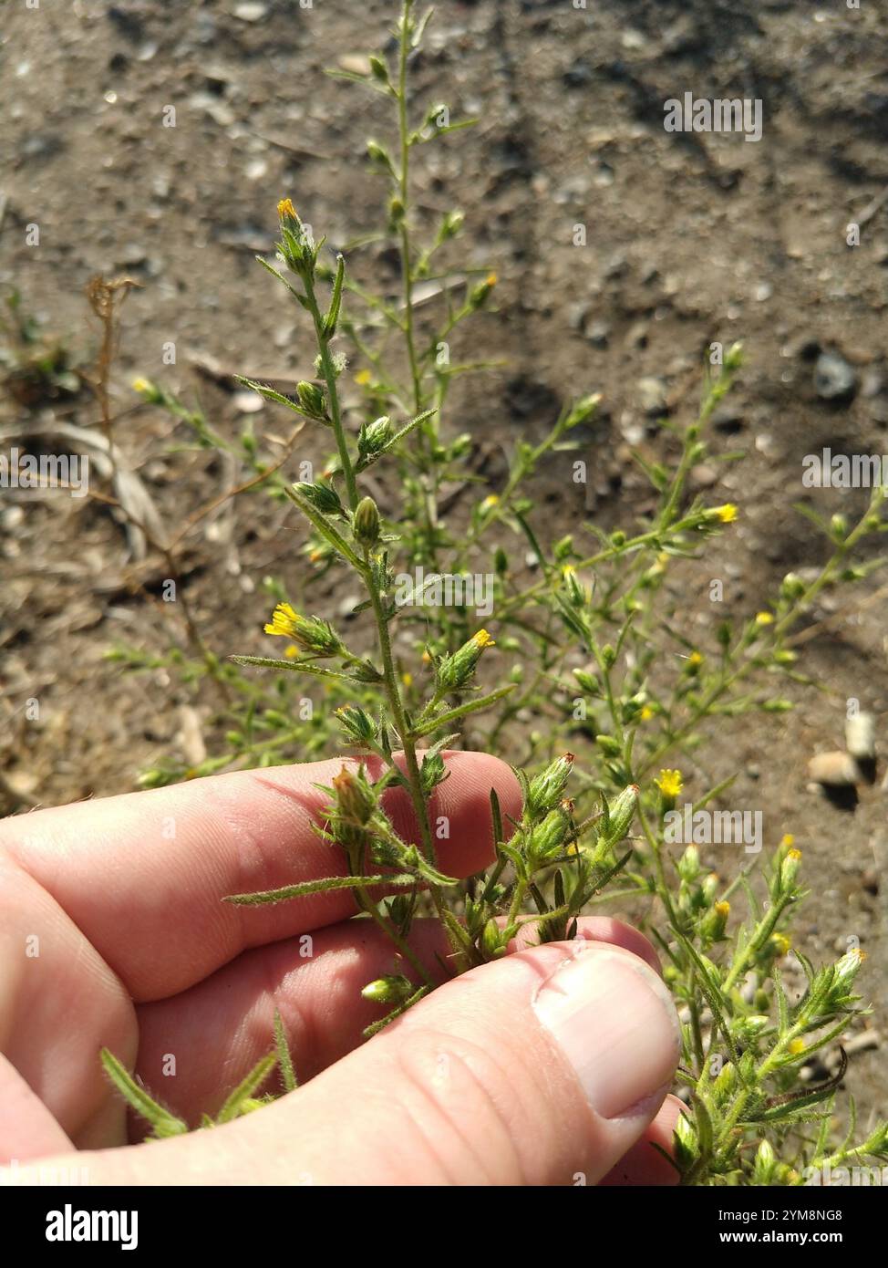 Stinkwort (Dittrichia graveolens Stock Photo - Alamy