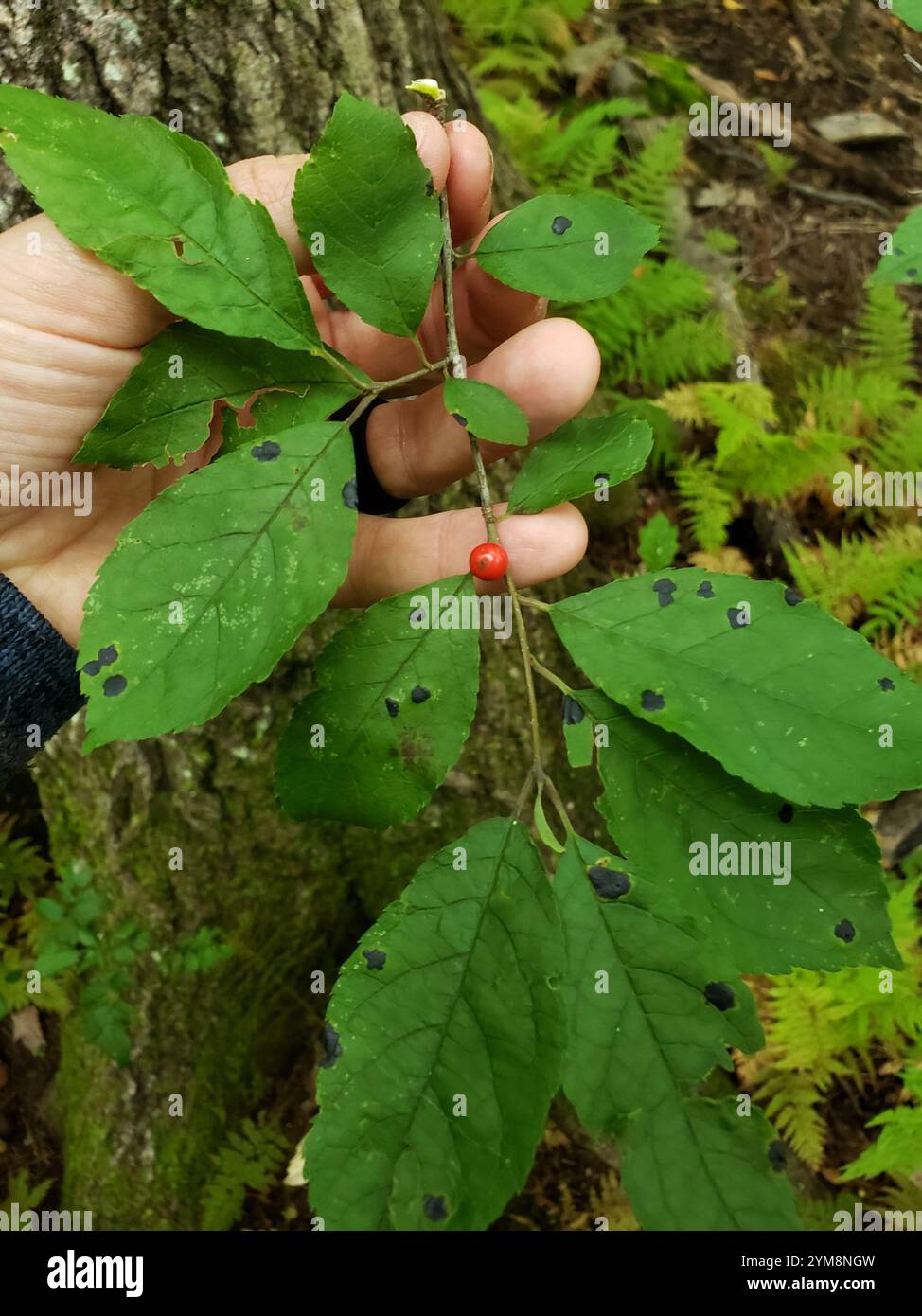 winterberry holly (Ilex verticillata Stock Photo - Alamy