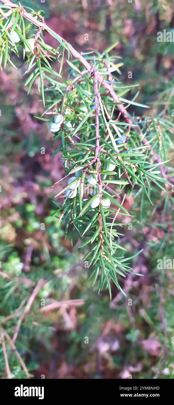 common juniper (Juniperus communis Stock Photo - Alamy