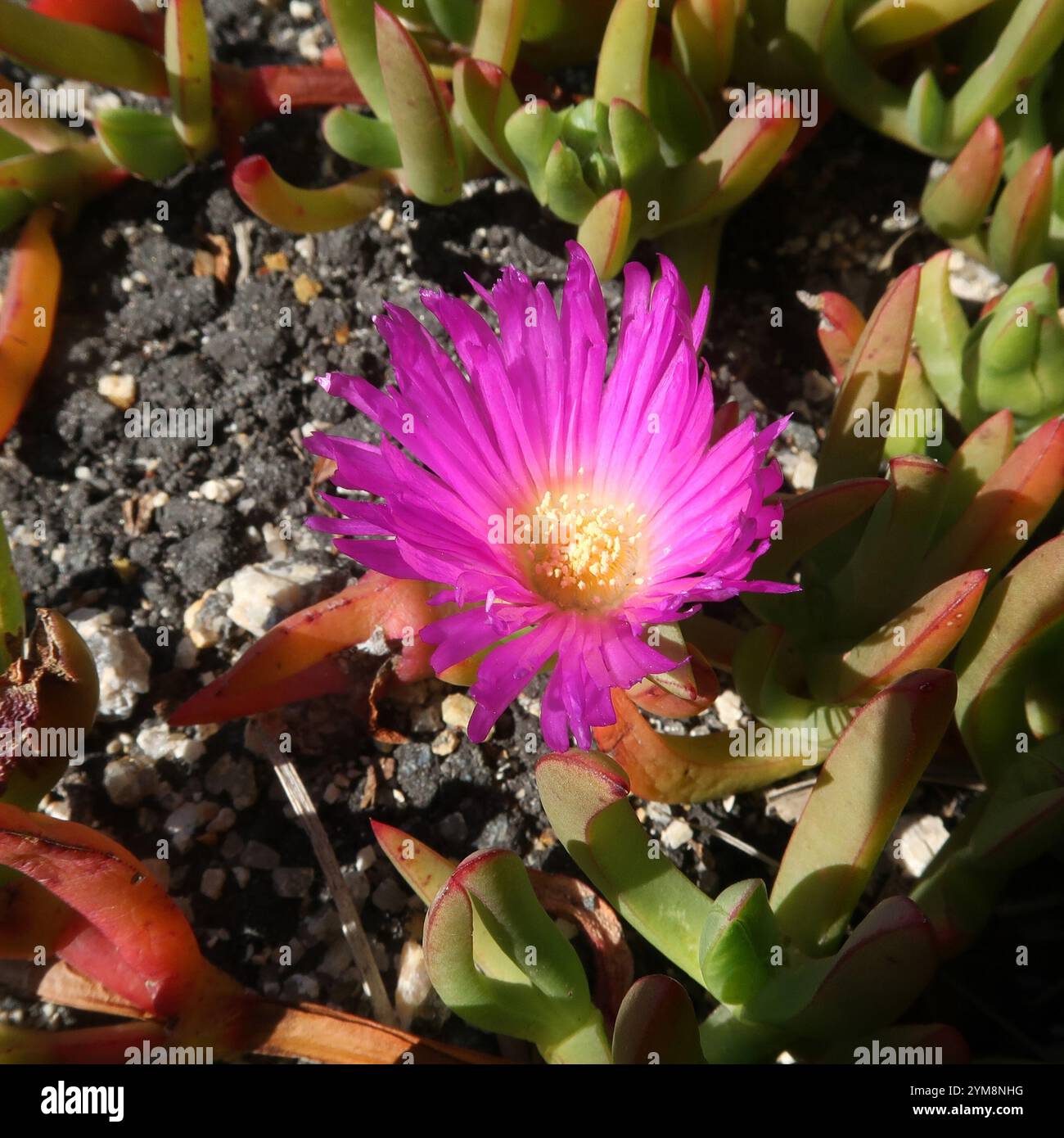 Australian Pig Face (Carpobrotus rossii Stock Photo - Alamy