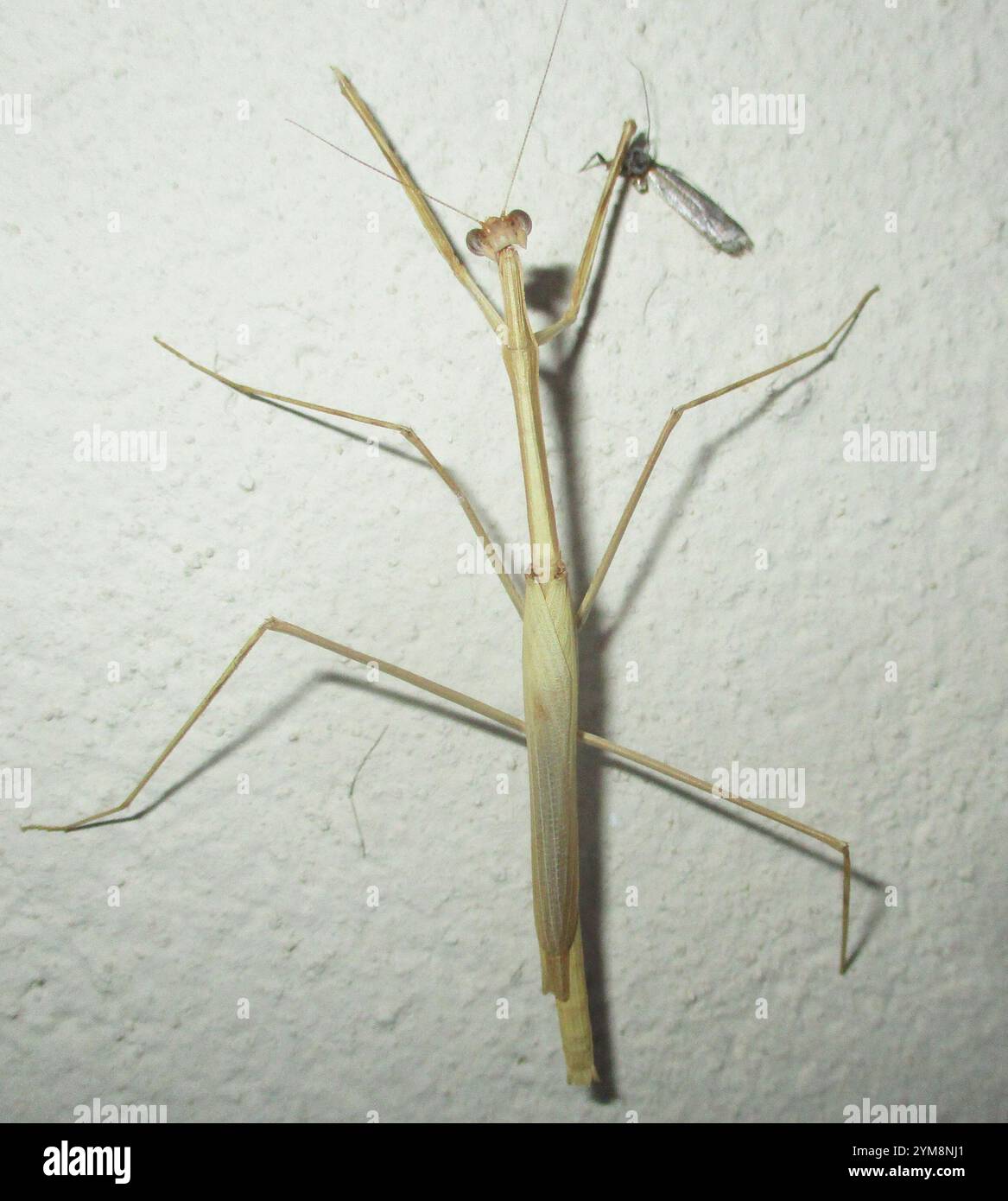 Hammerhead Mantis (Hoplocoryphella grandis Stock Photo - Alamy